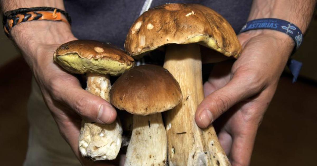 Setas, Navaleno y Soria, recomendación de Turismo para este otoño
