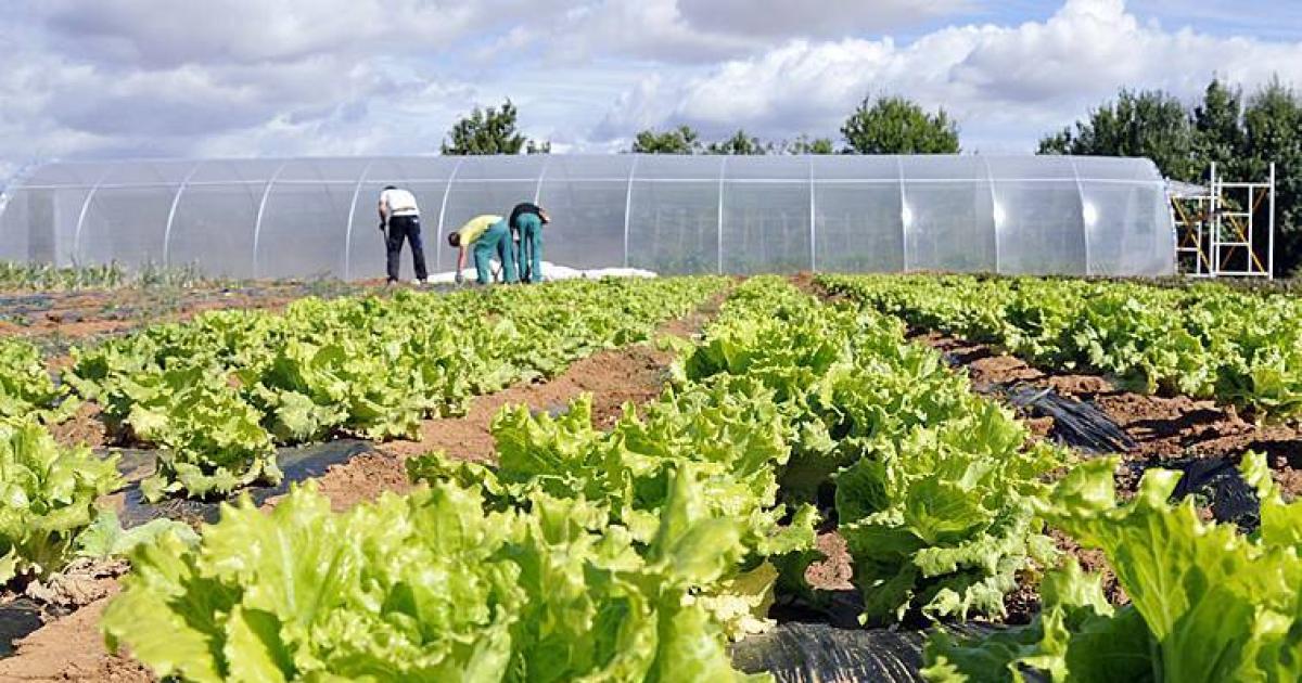 ALTERNATIVA: El lento avance de la agricultura ecológica en Soria