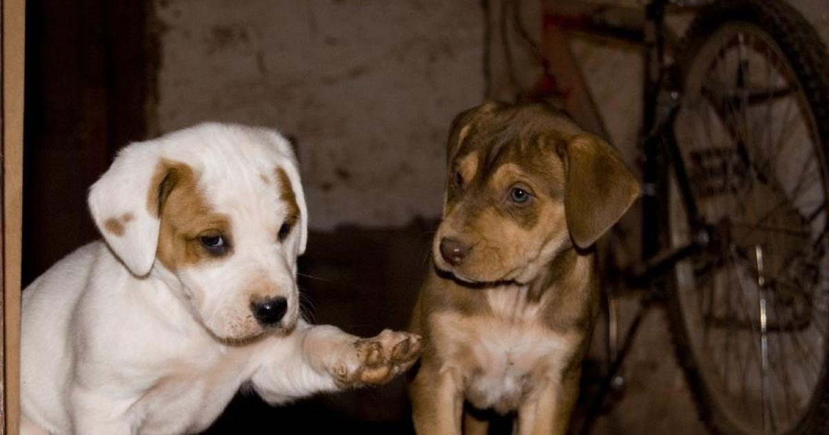 Normativa: El seguro obligatorio para los 22.413 perros censados que ...