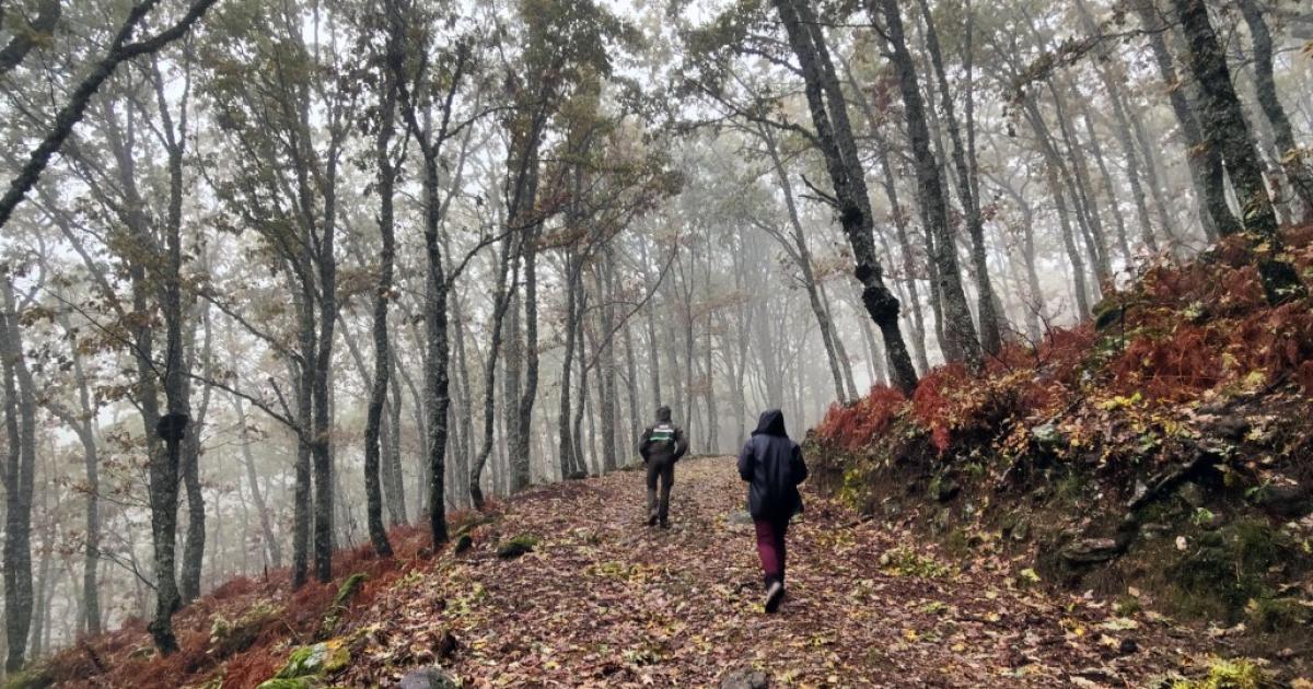 Comienzan las cortas de rebollo promovidas por Cesefor para hallar ...
