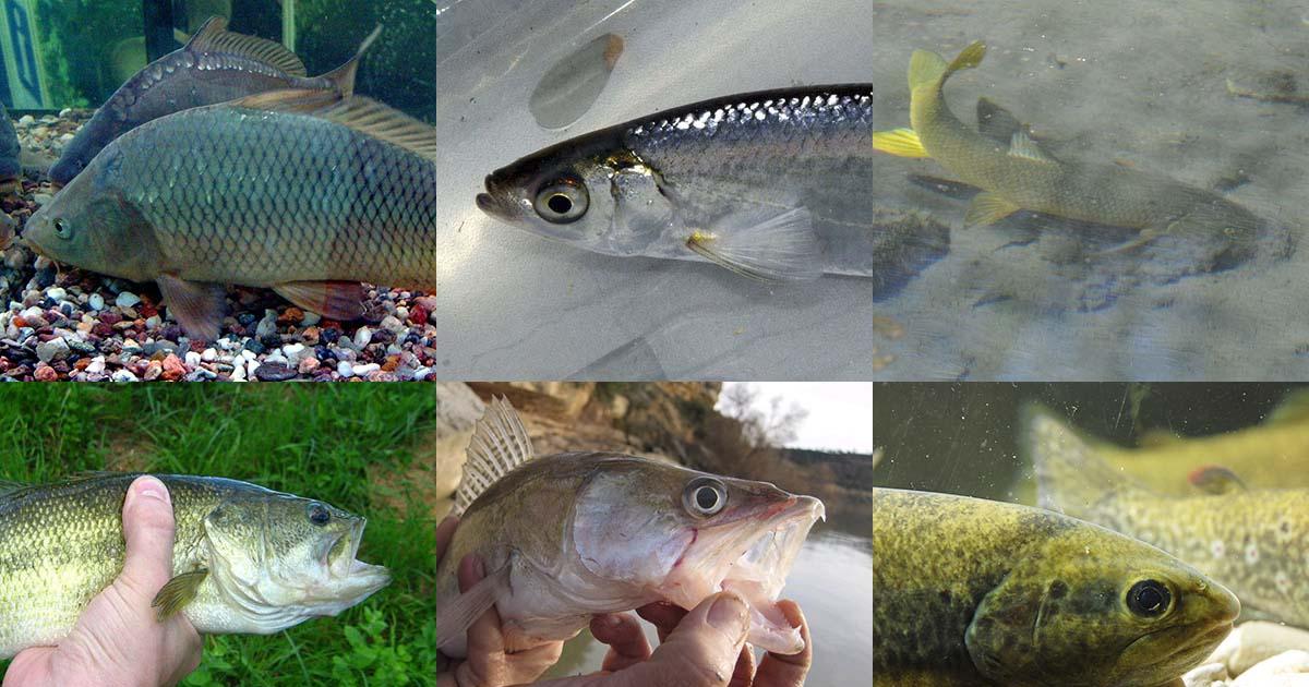 Los 6 peces más comunes en el embalse de Cuerda del Pozo