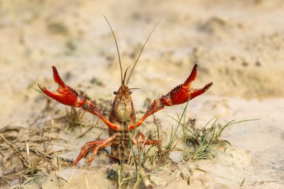 Distinguir el cangrejo señal, el rojo y el autóctono: qué se puede ...