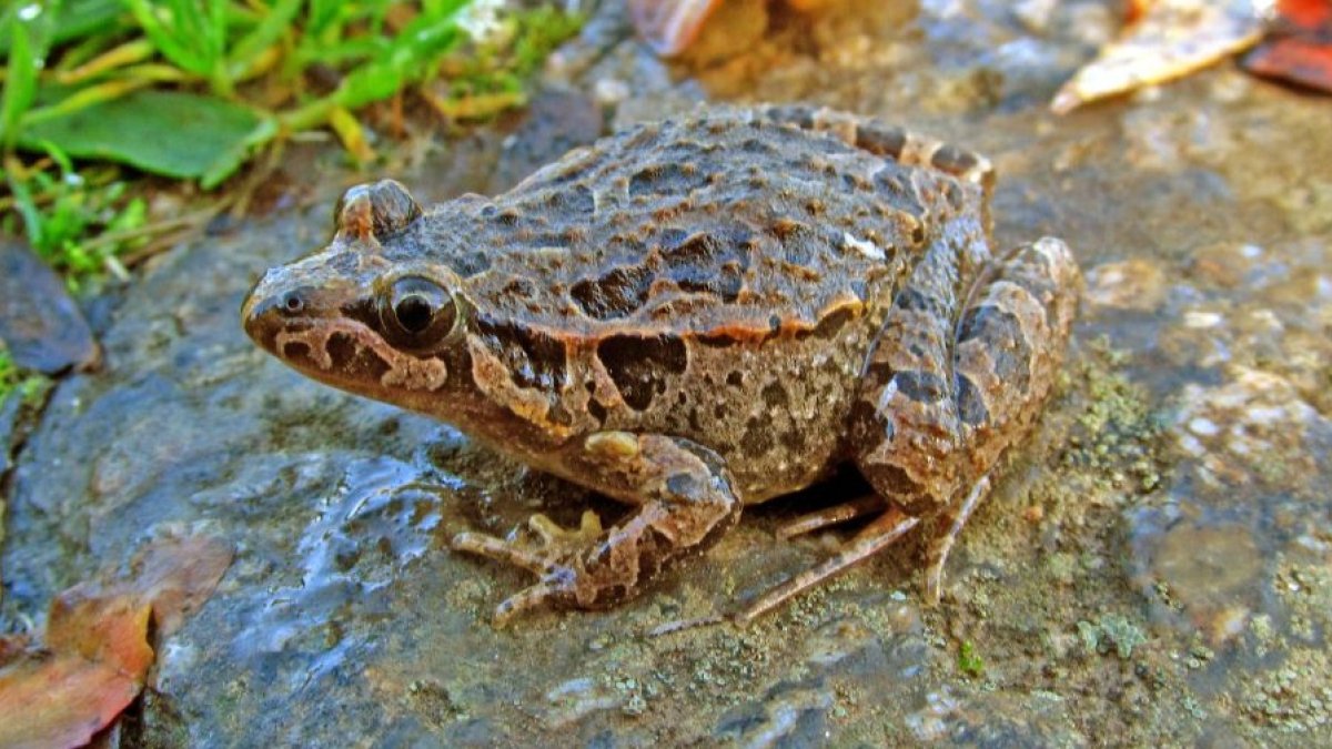Anfibios. Un informe revela que la salamandra común es casi extinguida ...