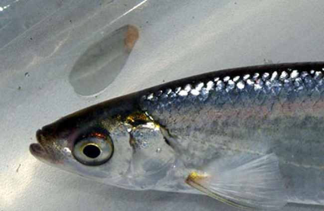 Los 6 peces más comunes en el embalse de Cuerda del Pozo