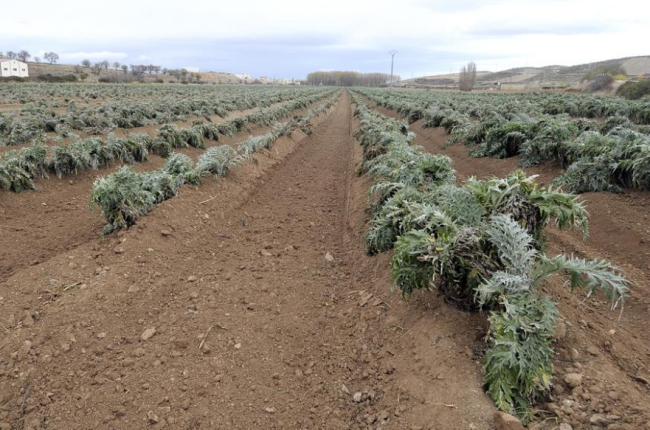ÁGREDA: La climatología merma la producción de Cardo Rojo