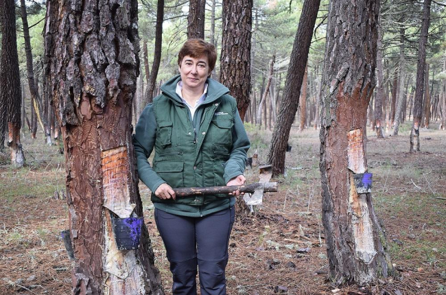 UNA MUJER / UN PINAR / CONCHI MARTÍNEZ: «La resina es el ámbar de la ...