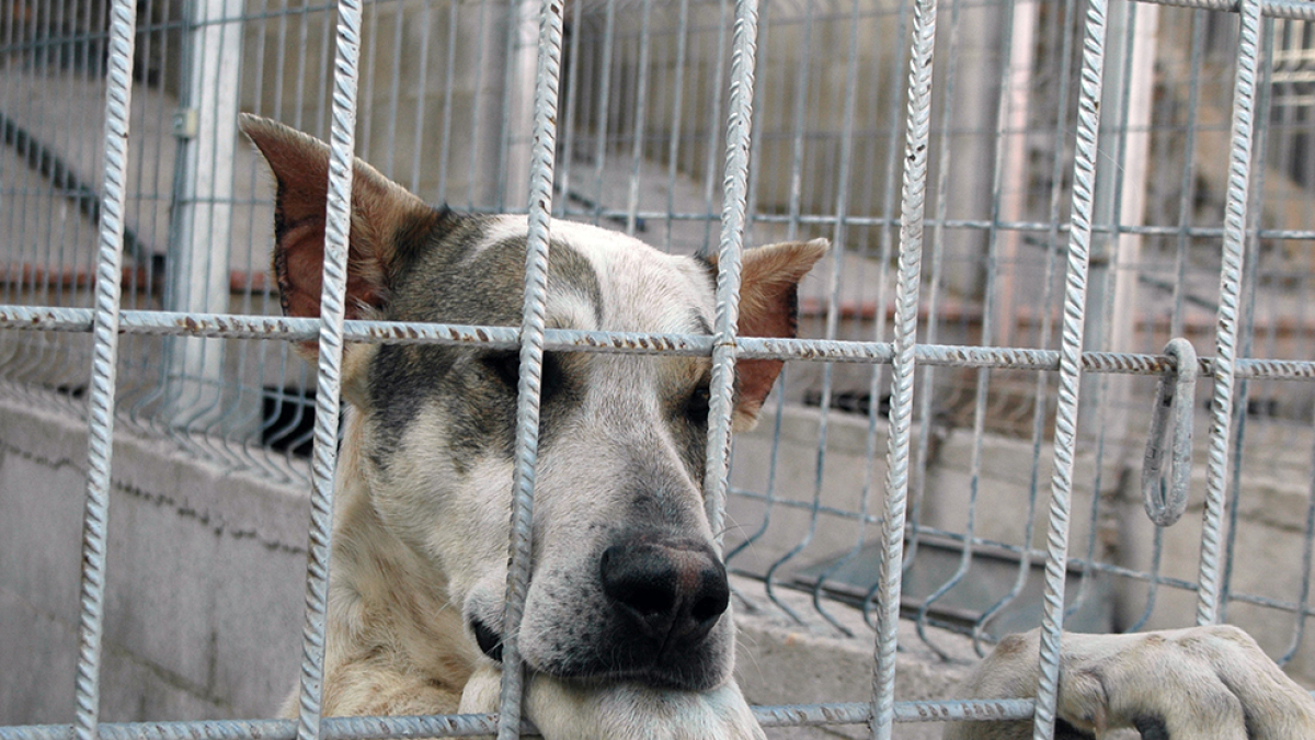 Más de un centenar de denuncias por maltrato animal en Soria en el ...