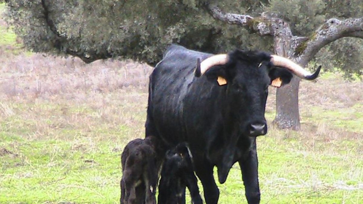 Un parto con ‘gemelos’ de distintos padres