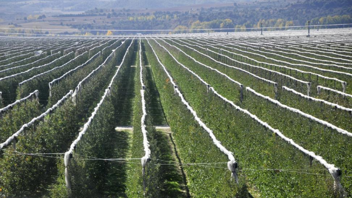 Nufri espera una cosecha de 37.000 toneladas de manzanas