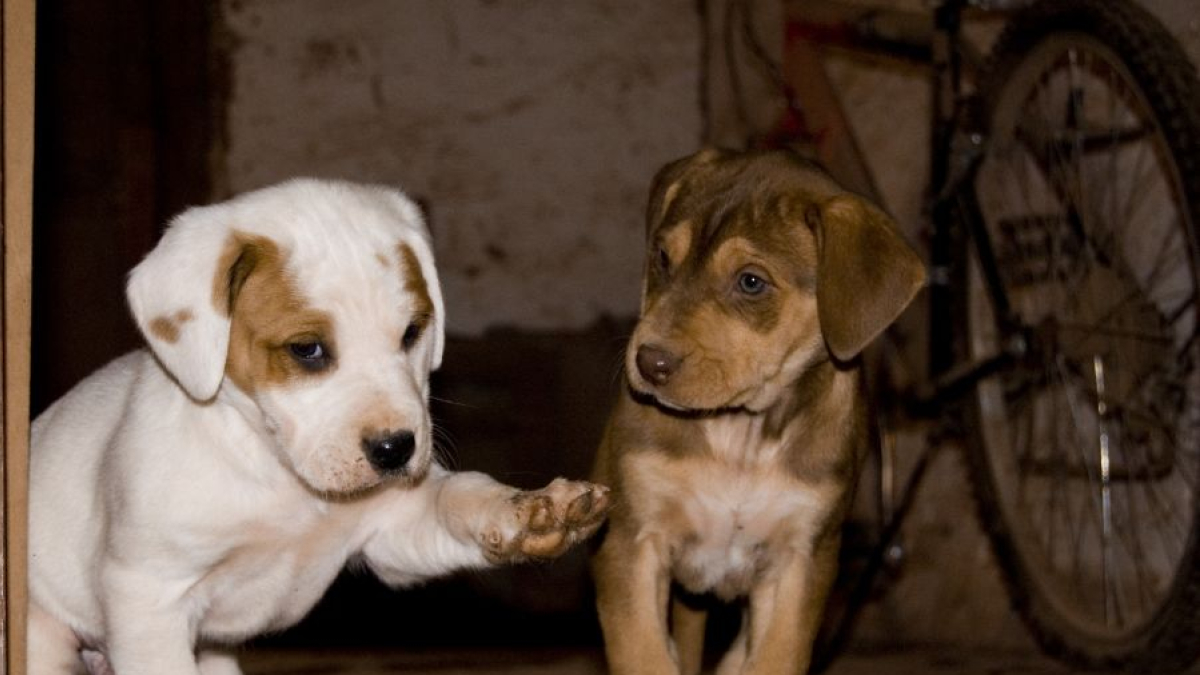 El seguro obligatorio para los 22.413 perros censados que hay en Soria ...
