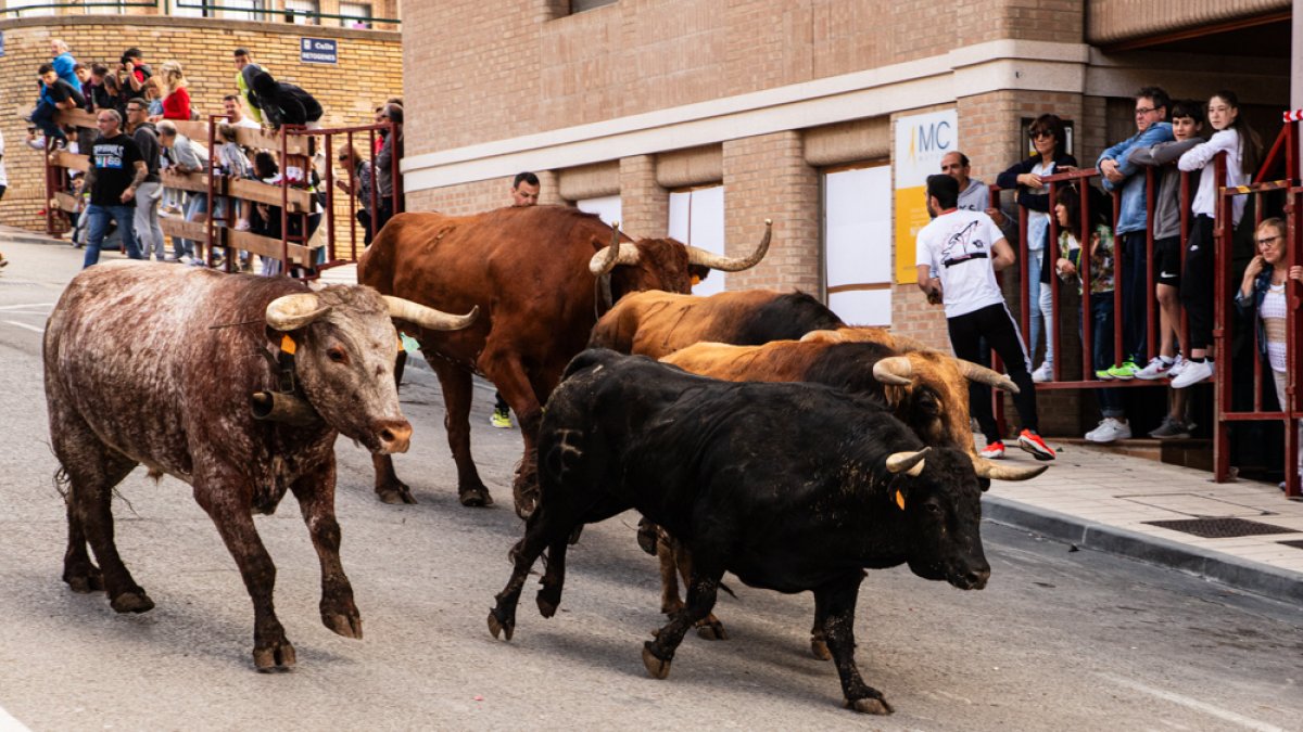 Doble sesión de encierros para preludiar las fiestas de San Juan de Soria