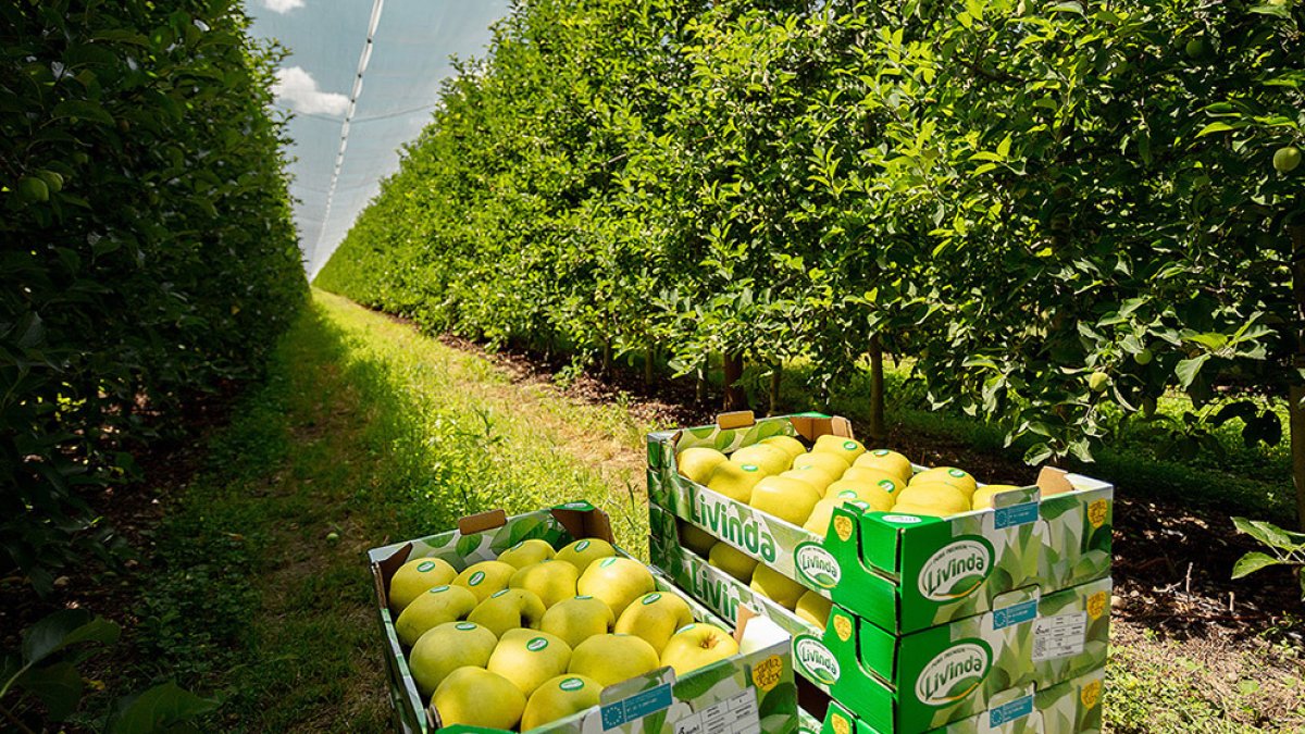 Nufri concluye la cosecha en La Rasa con la vista puesta en la IGP ...