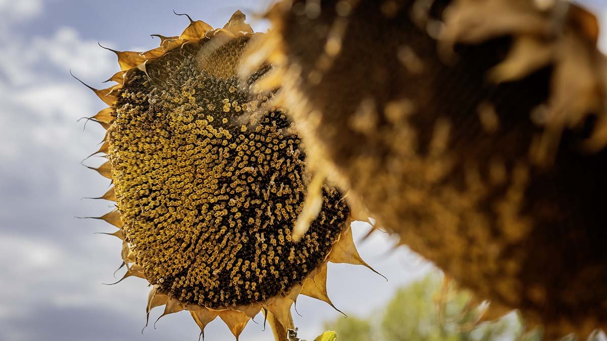 La cosecha del girasol mengua por el calor pero presenta precios ...