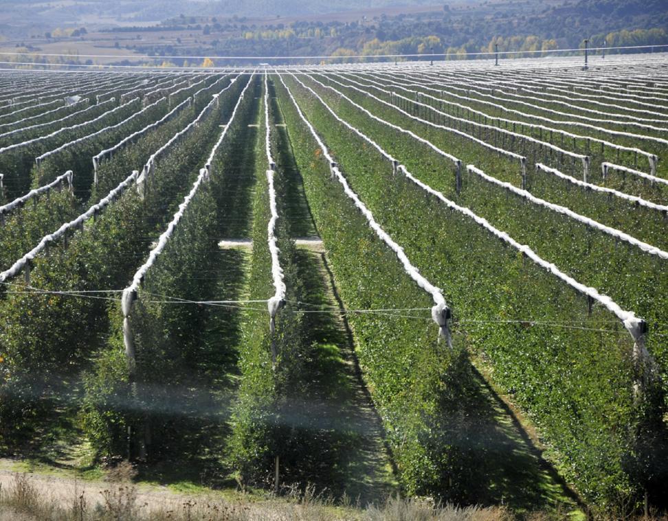 Nufri espera una cosecha de 37.000 toneladas de manzanas