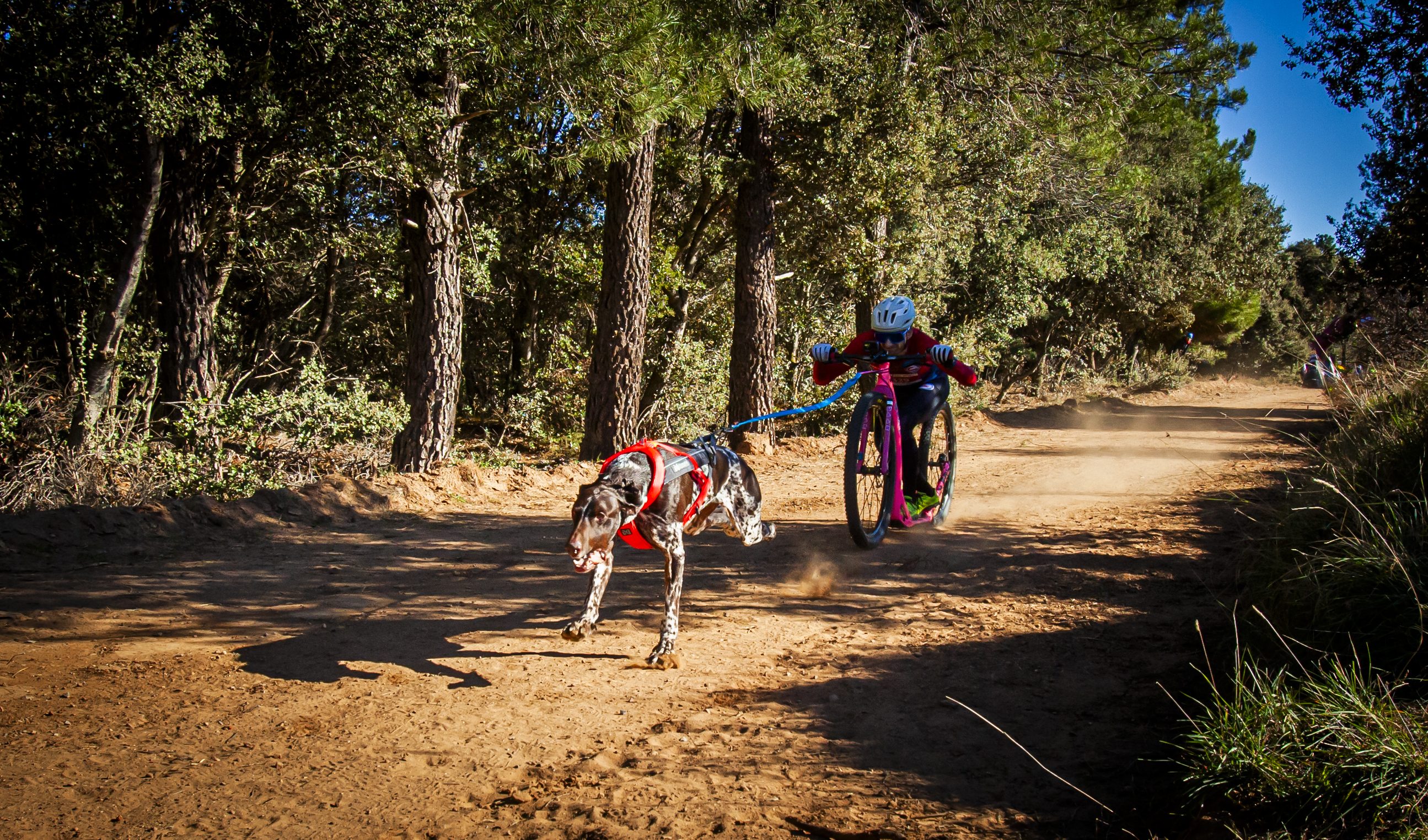 Mushing: la Arion Dog Race llega a Ólvega la próxima semana