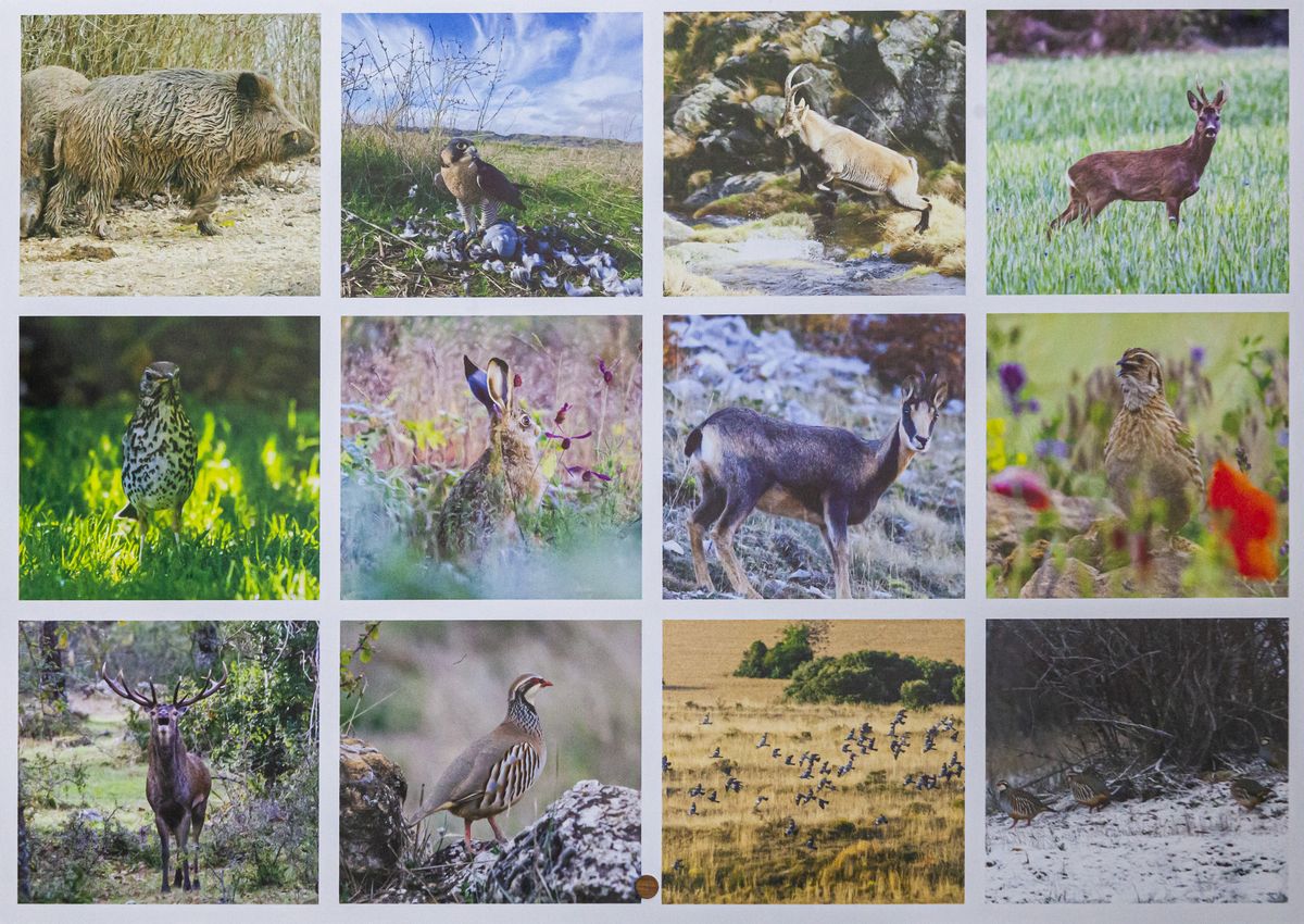 La Federación de Caza publica un calendario didáctico con especies ...