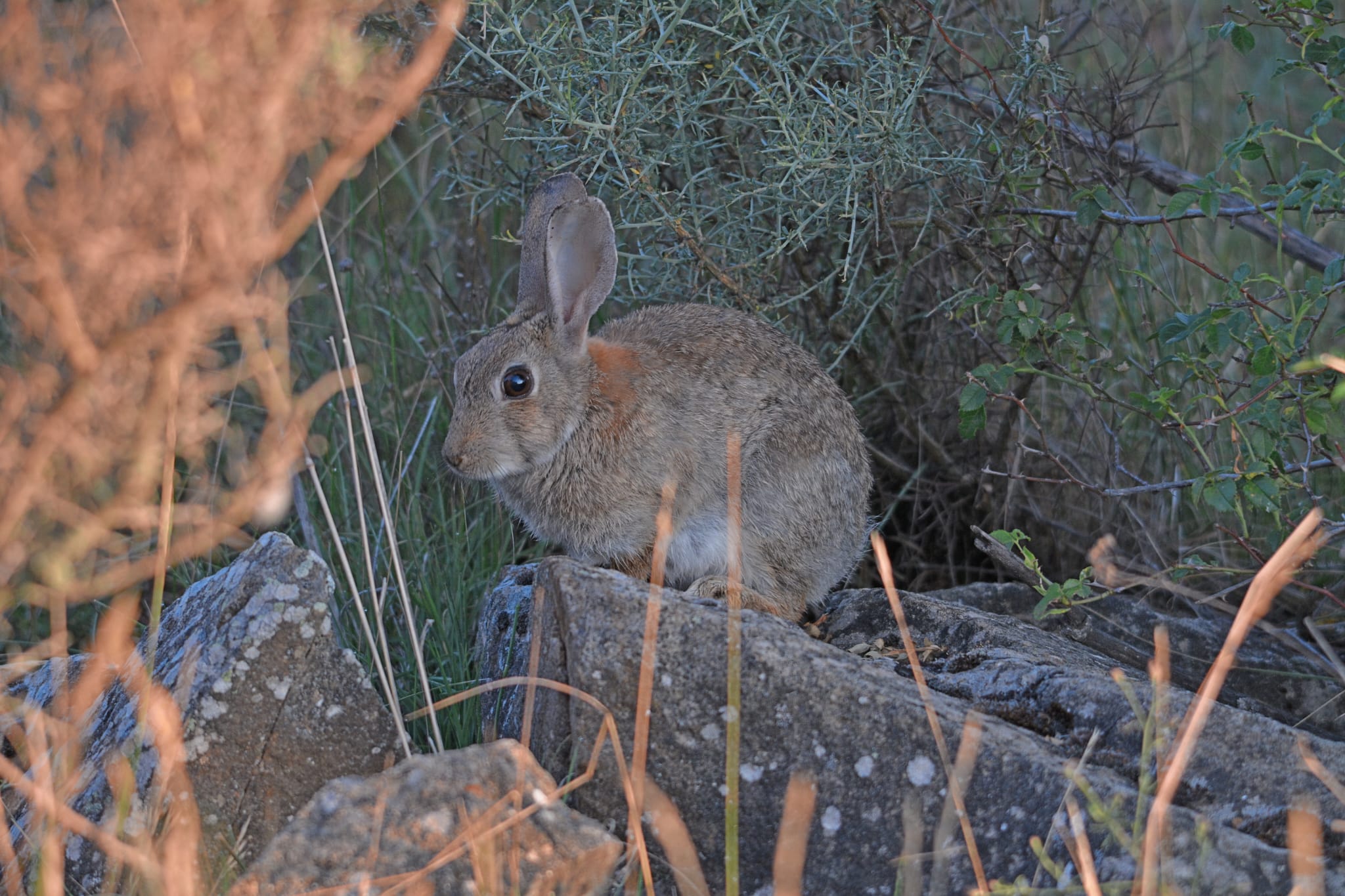 Antes volverán las golondrinas de Bécquer que este simpático animal a ...