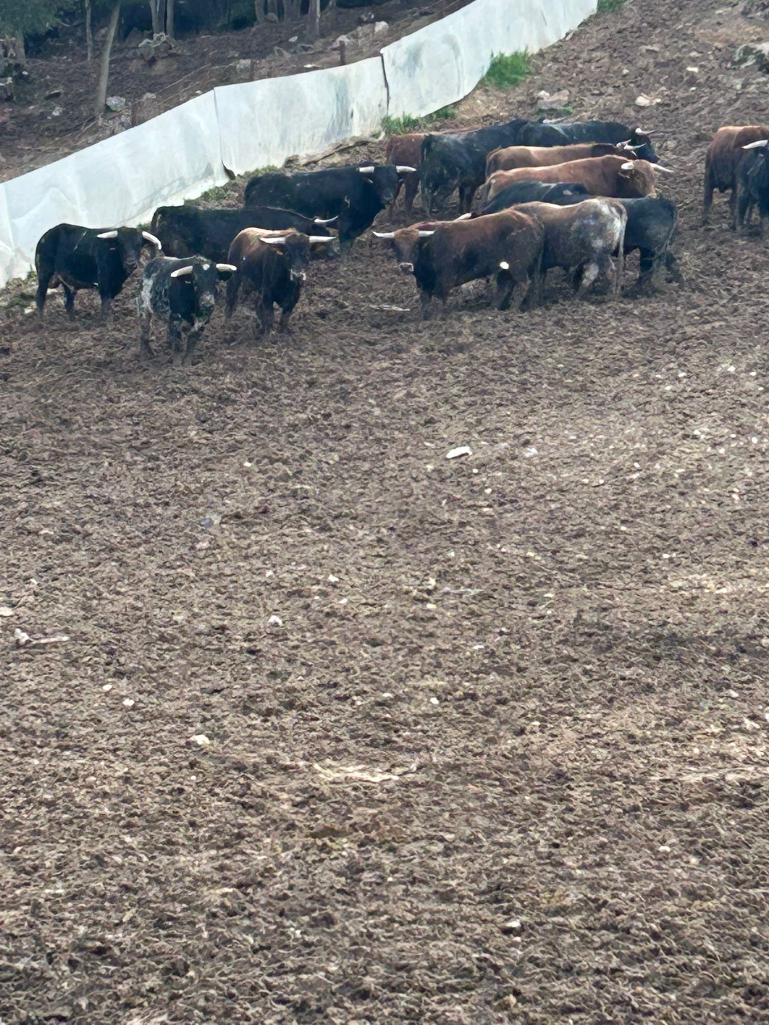 Los toros para La Saca de Soria son ‘más grandes’ y del mismo encaste ...