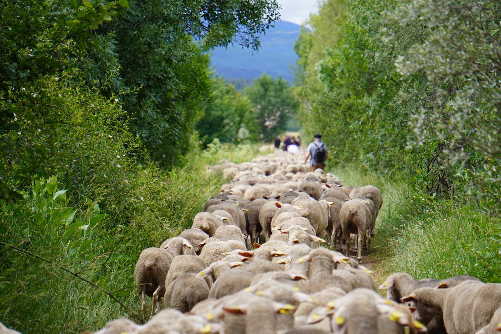 Los últimos trashumantes de Soria dicen adiós